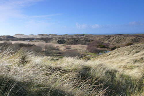 Natural Resources Wales / Morfa Dyffryn National Nature Reserve, near ...
